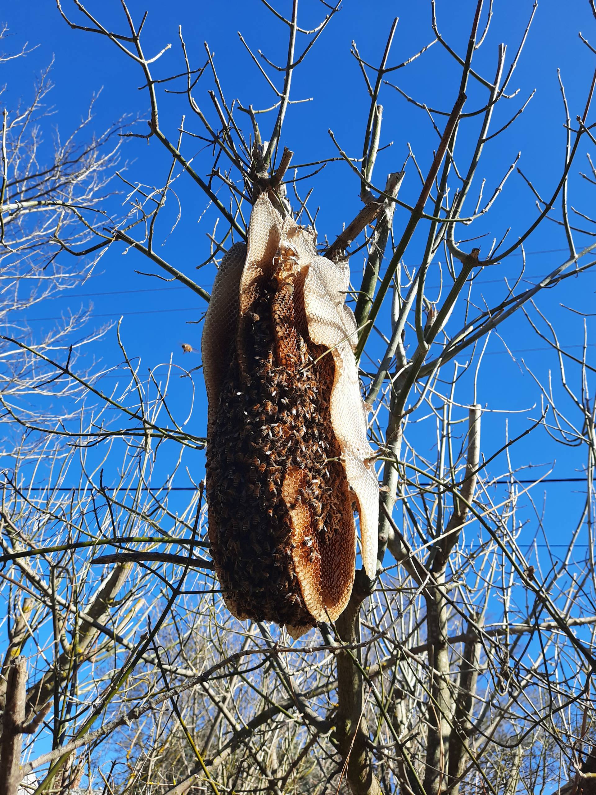 Wild hives - Beelinda's Bee Hive